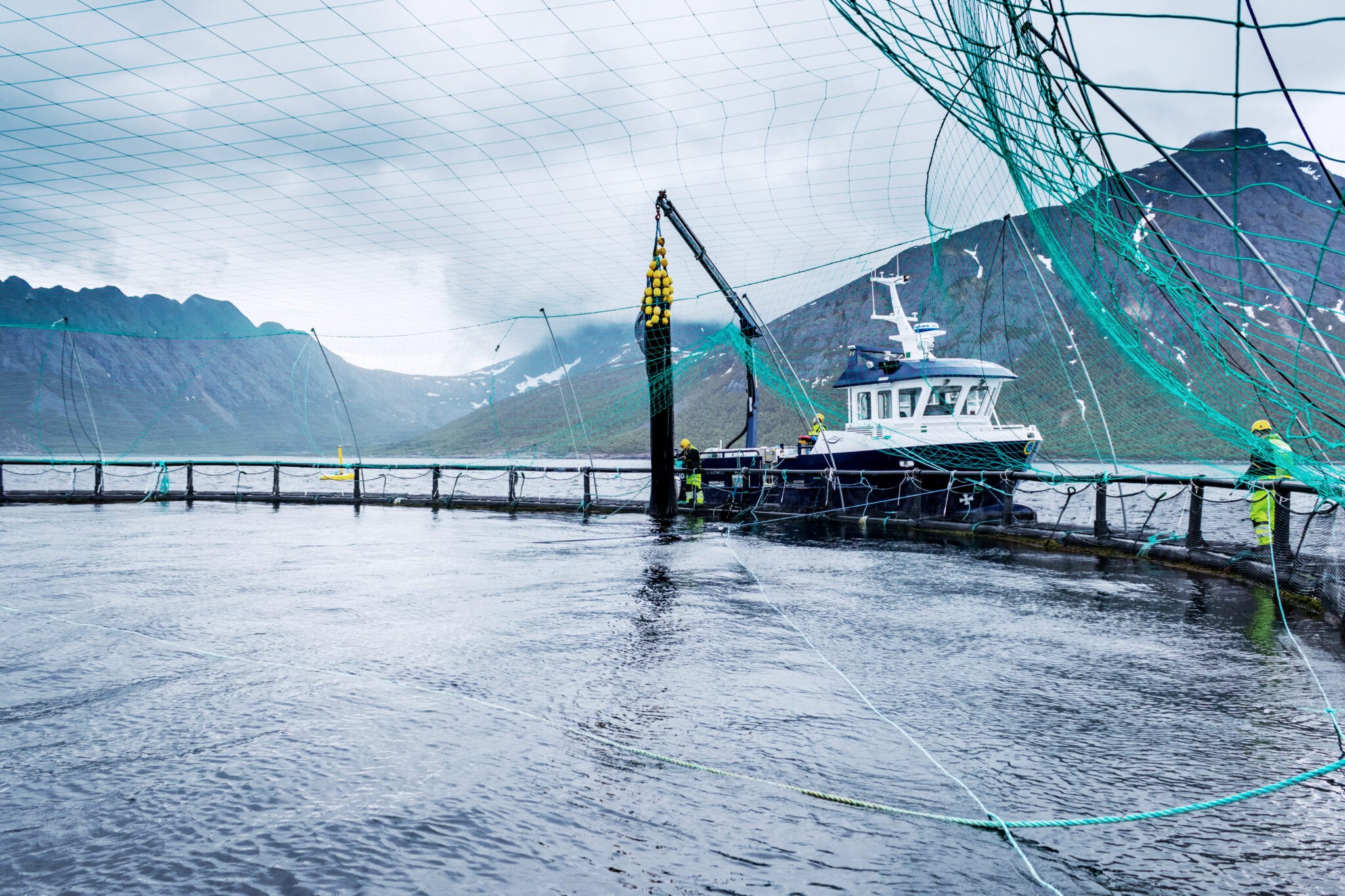 Bird Nets - Vónin - Crafted for flexibility, strength, and light handling